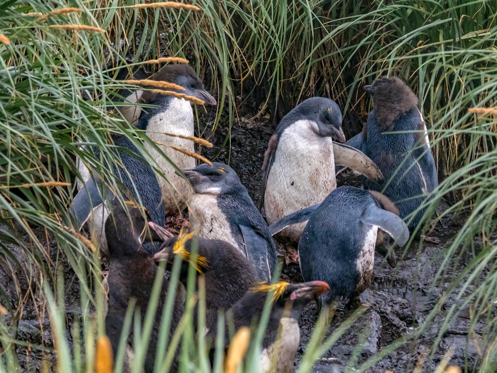 Macaroni Penguin - eBird