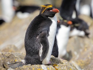 Macaroni Penguin - eBird