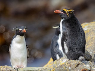 Macaroni Penguin - eBird