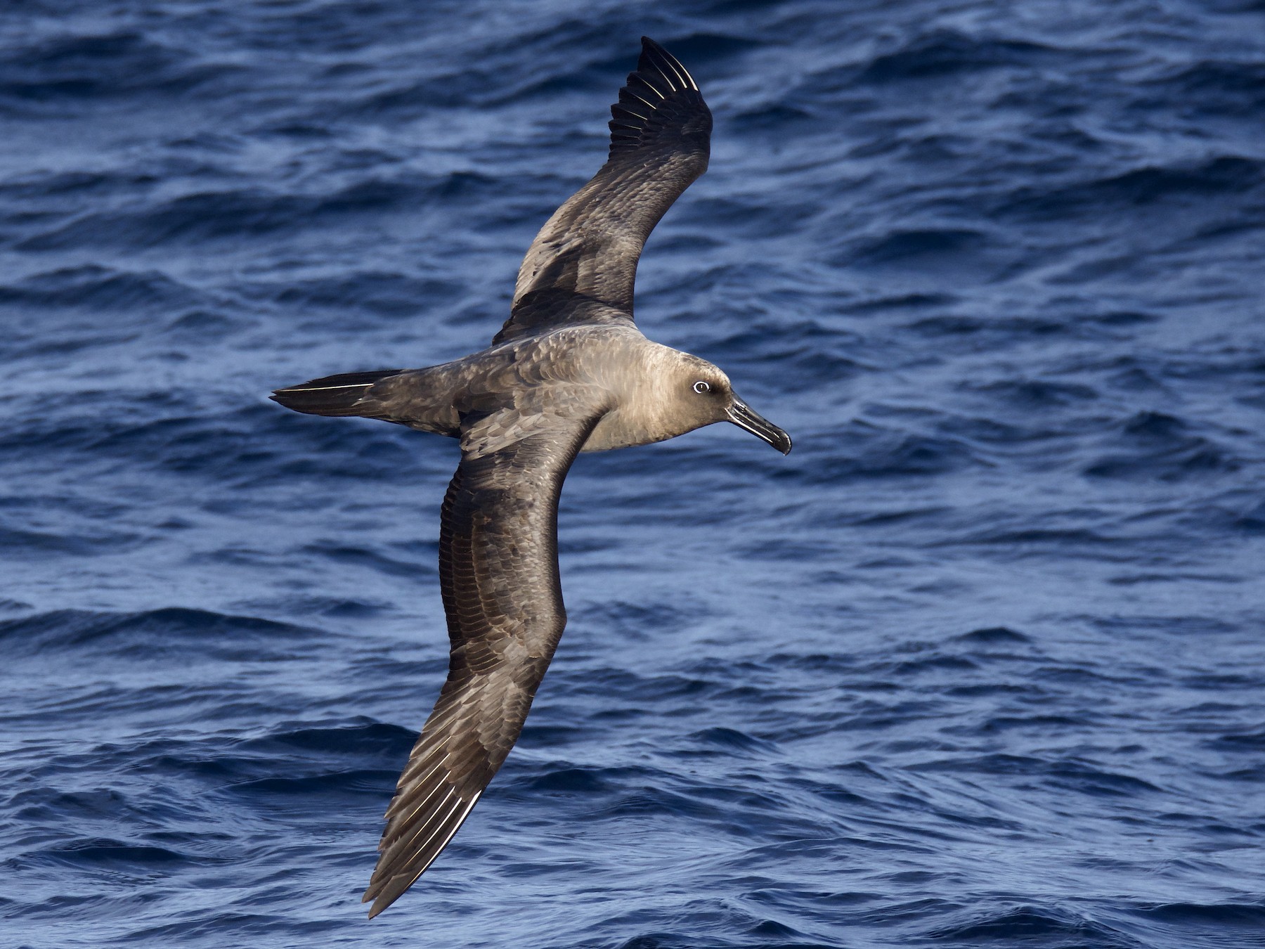 Sooty Albatross