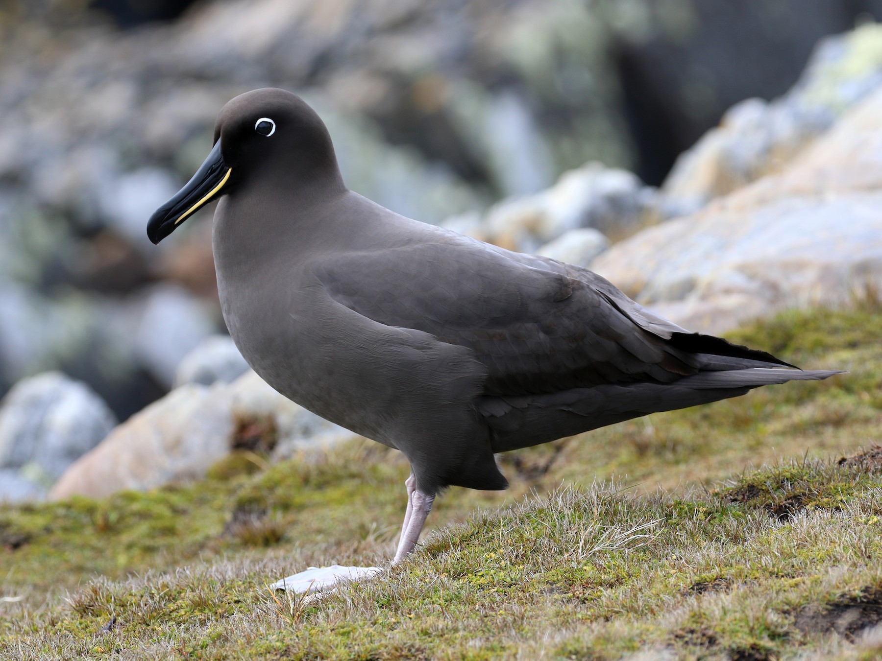 Sooty Albatross - eBird