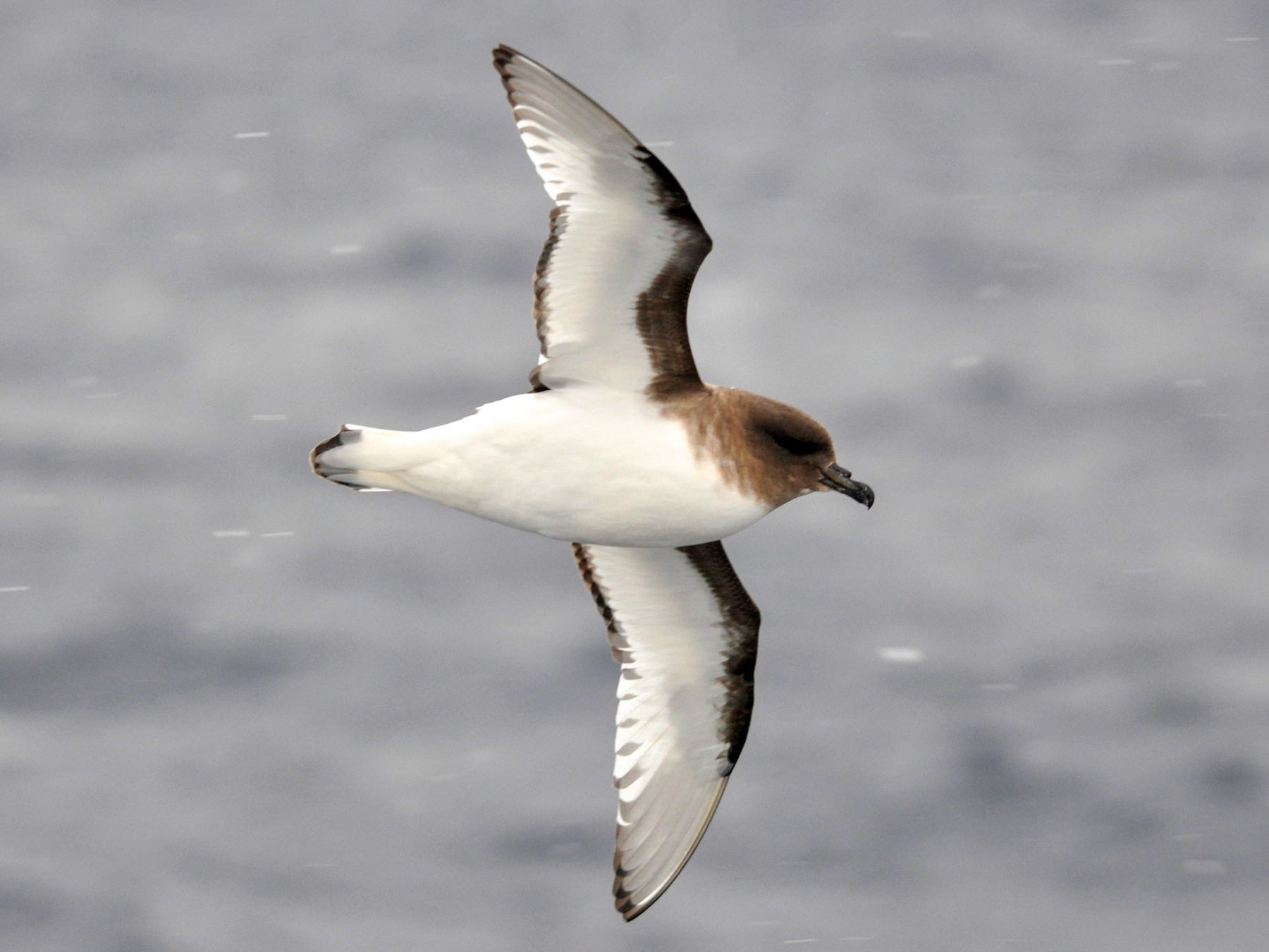 Petrel Antártico - eBird