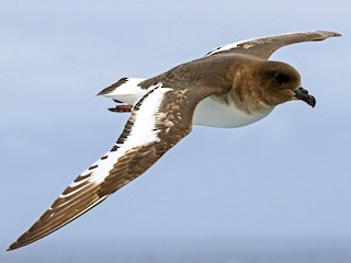 Antarctic Petrel - eBird