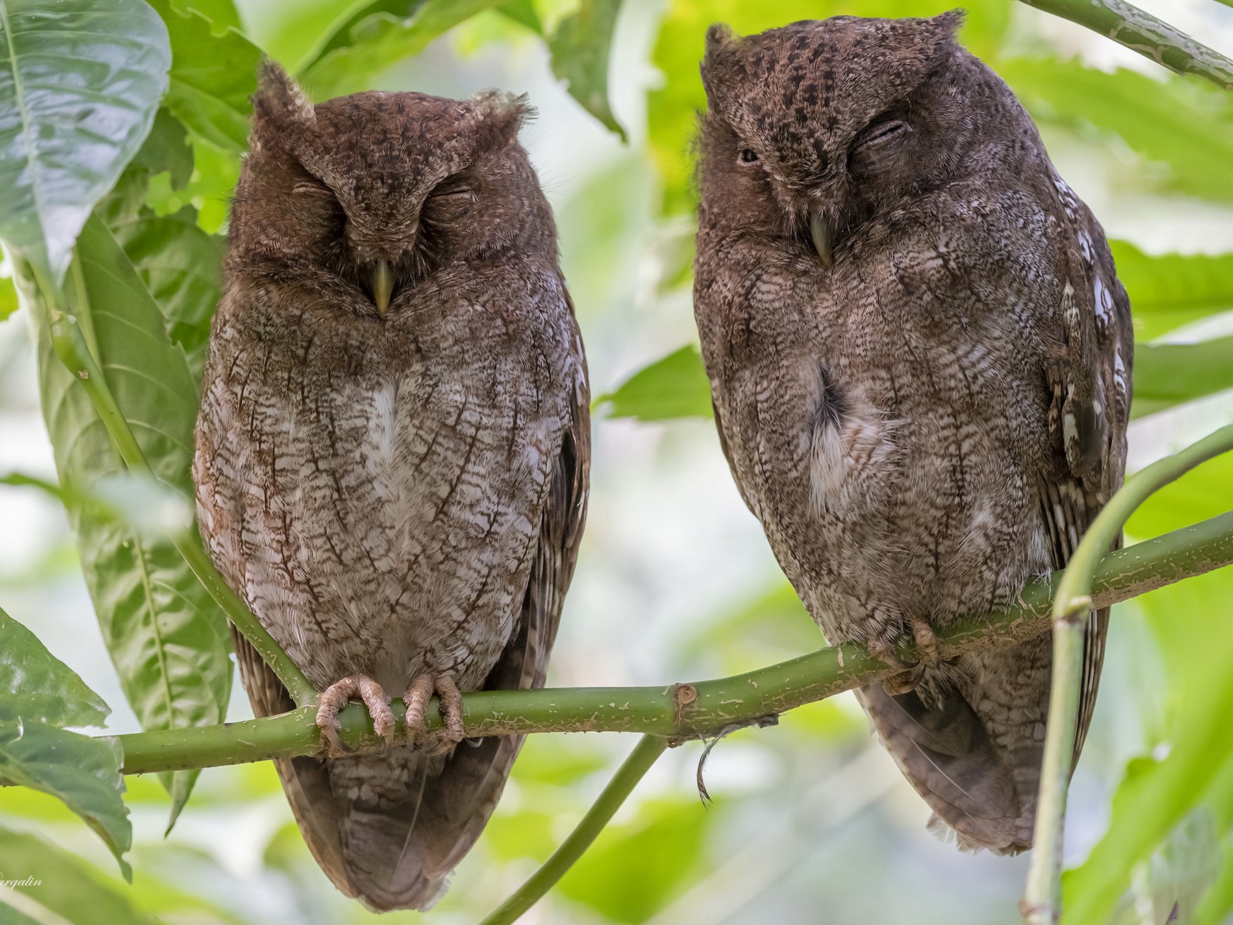 Tecolote Sapo - eBird