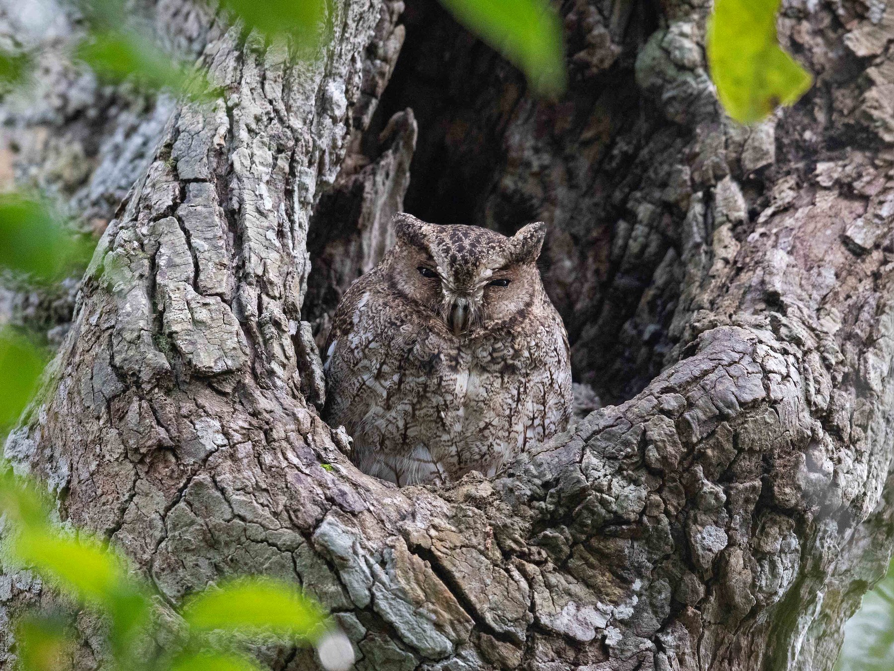 Tecolote Sapo - eBird