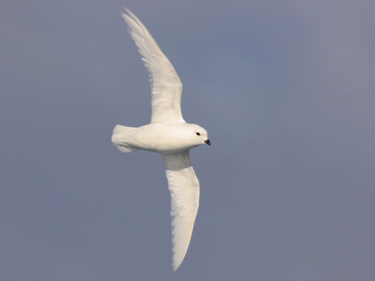 Snow Petrel - eBird