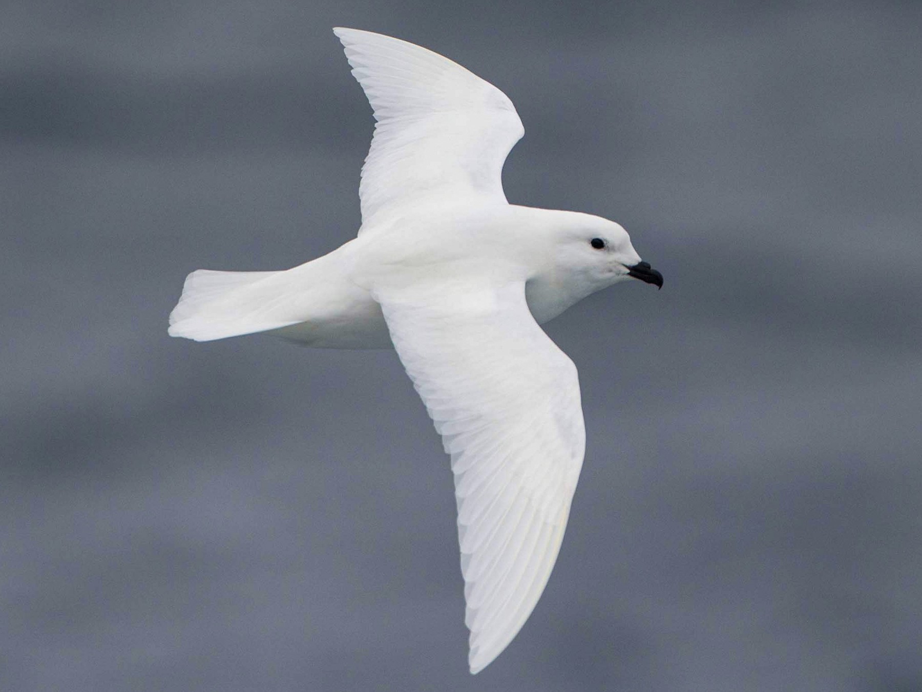 Snow Petrel - eBird