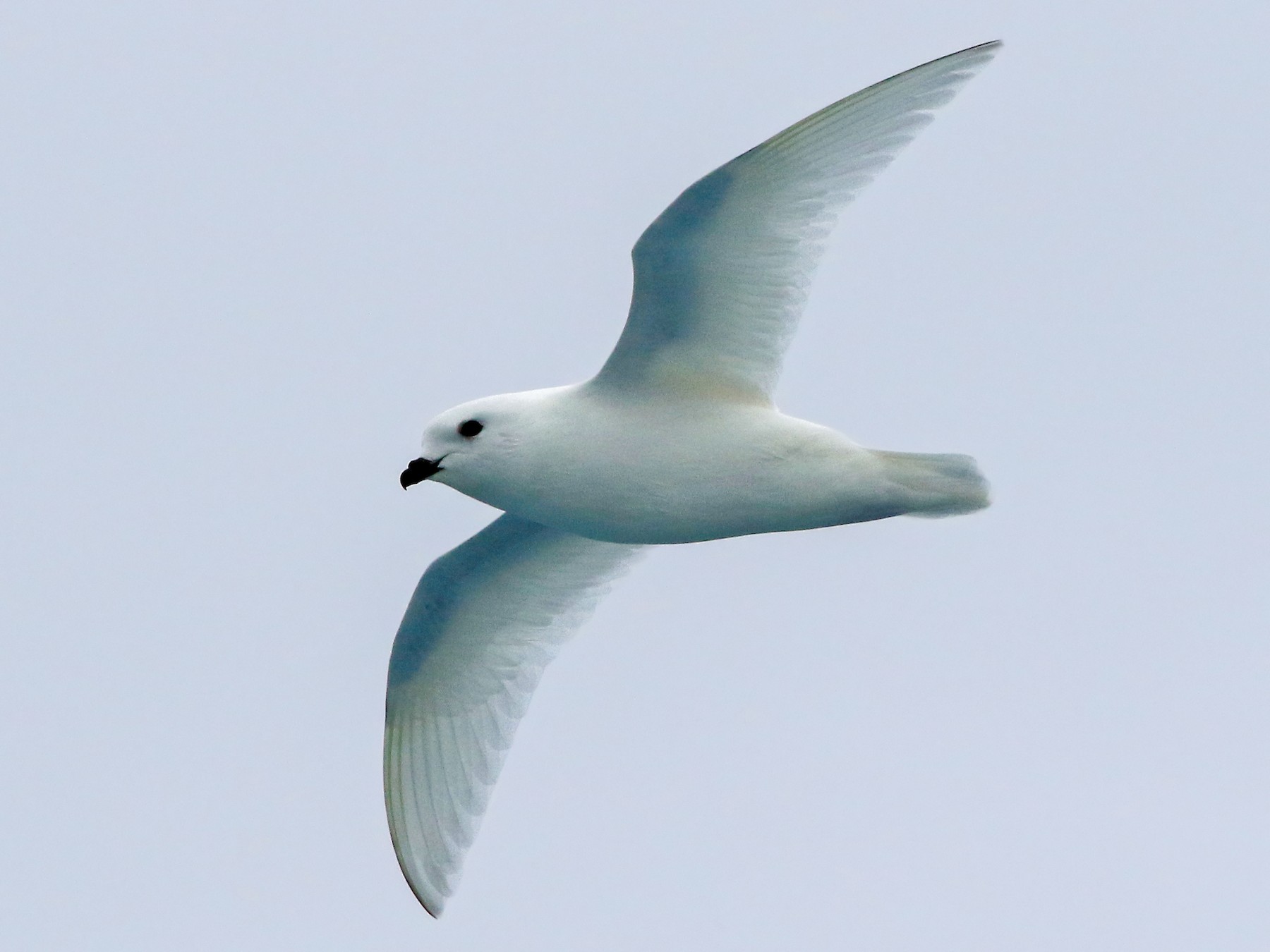 Snow Petrel - eBird