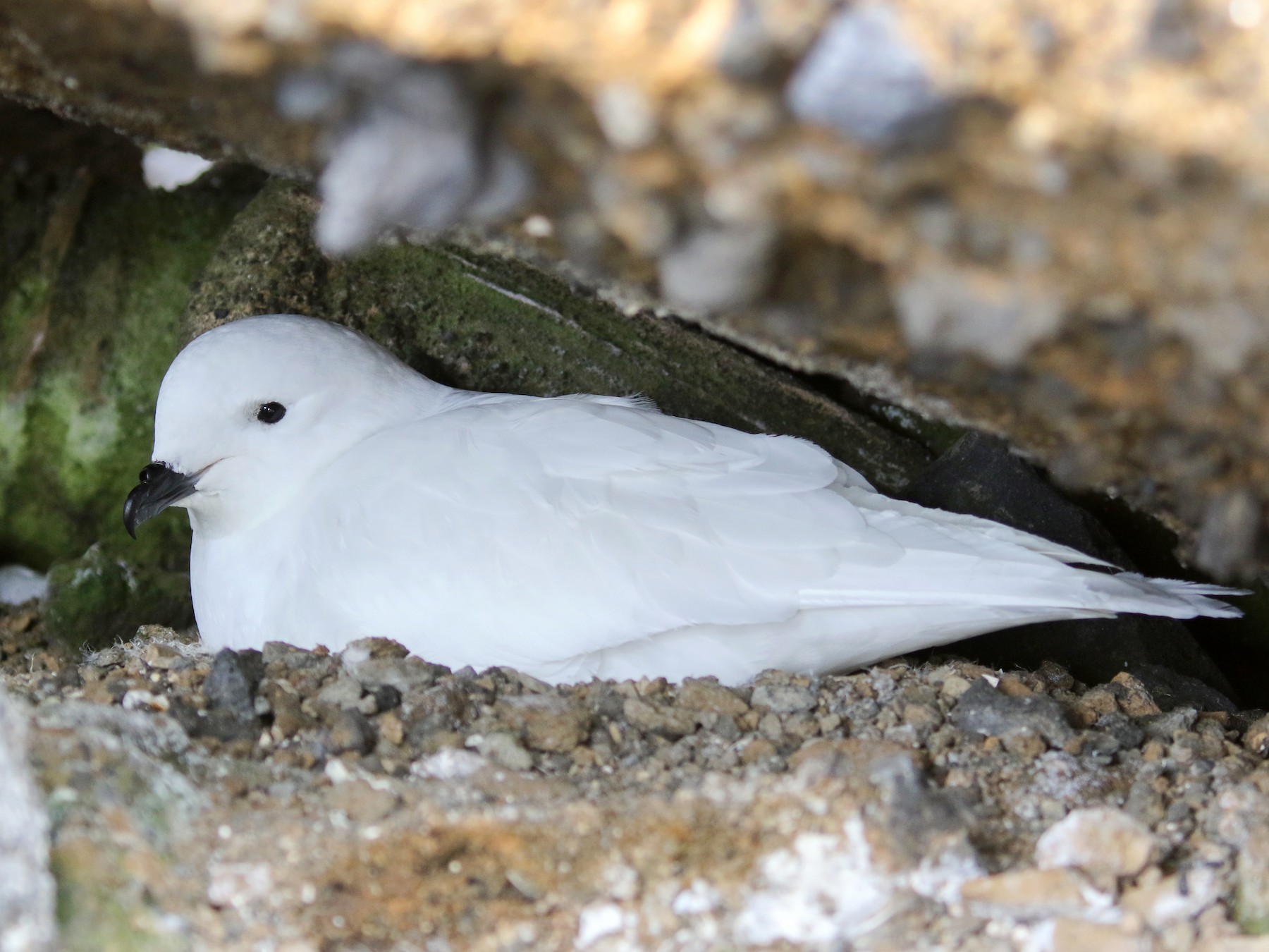 Snow Petrel - eBird