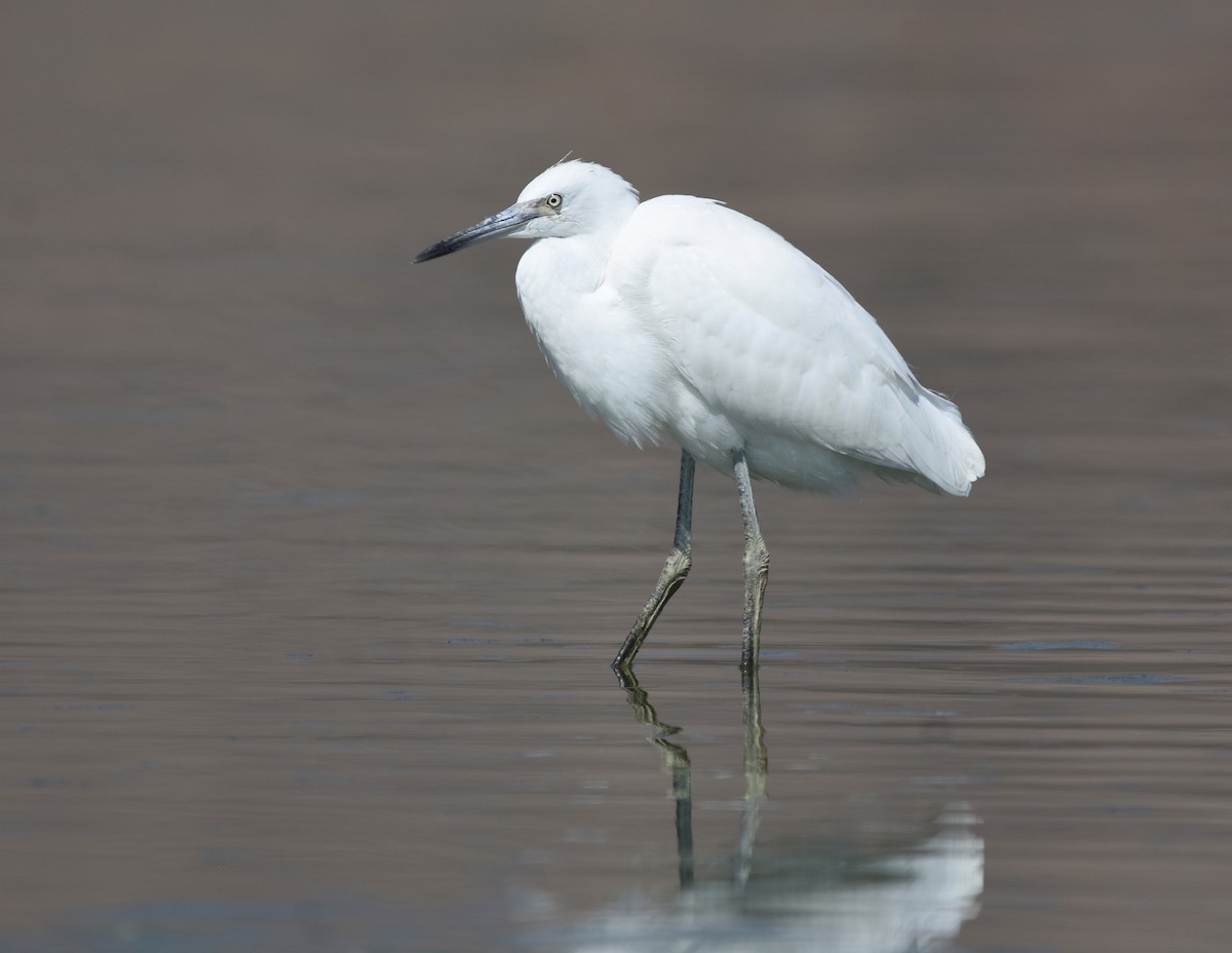 white egret sp. - eBird