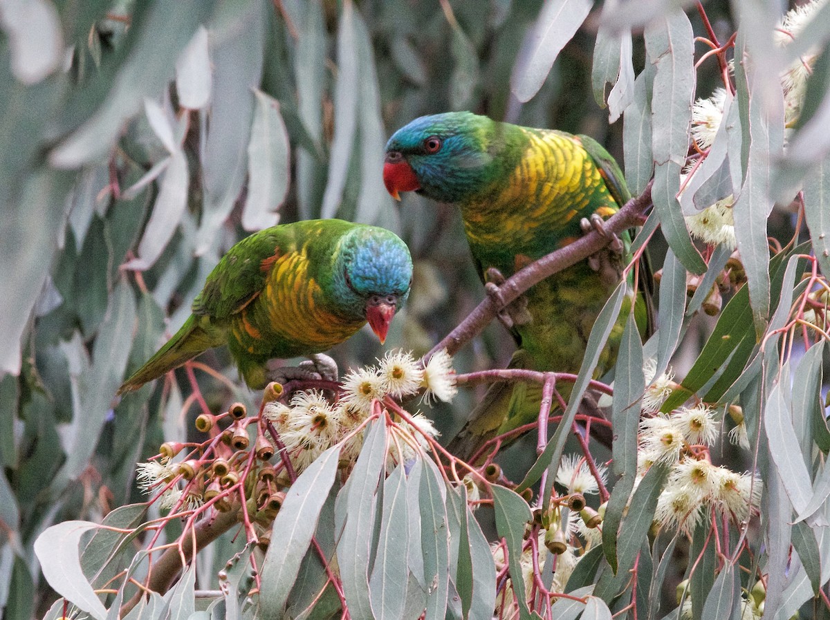 Scaly-breasted x Rainbow Lorikeet (hybrid) - eBird