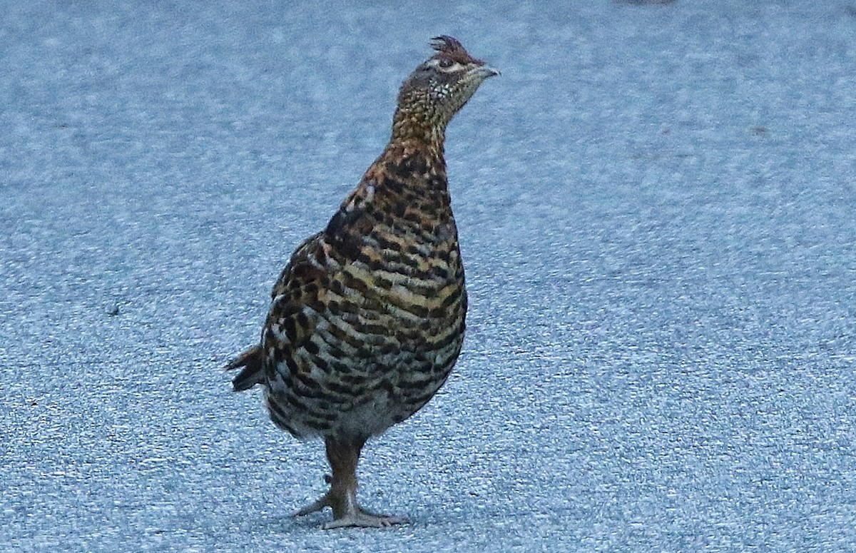 eBird Checklist - 21 Aug 2021 - Gasquet Orleans Road, Del Norte County ...