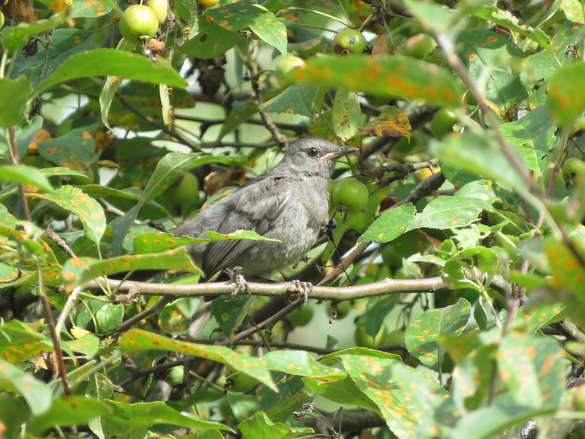 Atlasing in the Late Summer - North Carolina Bird Atlas