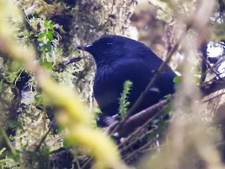 Large-footed Tapaculo - eBird