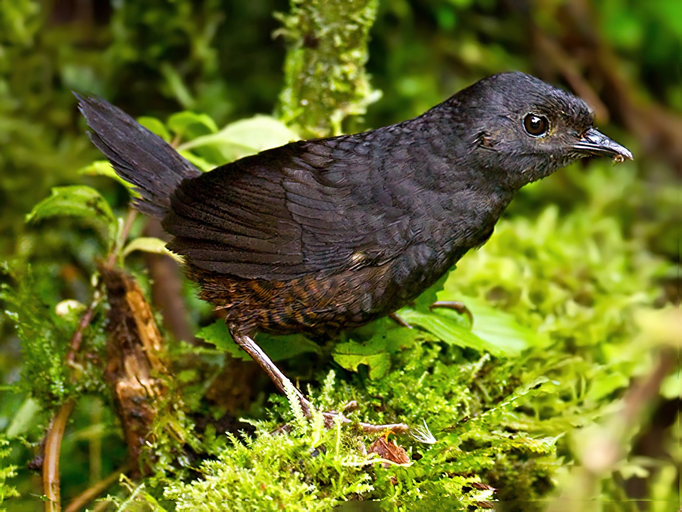 Nariño Tapaculo - eBird
