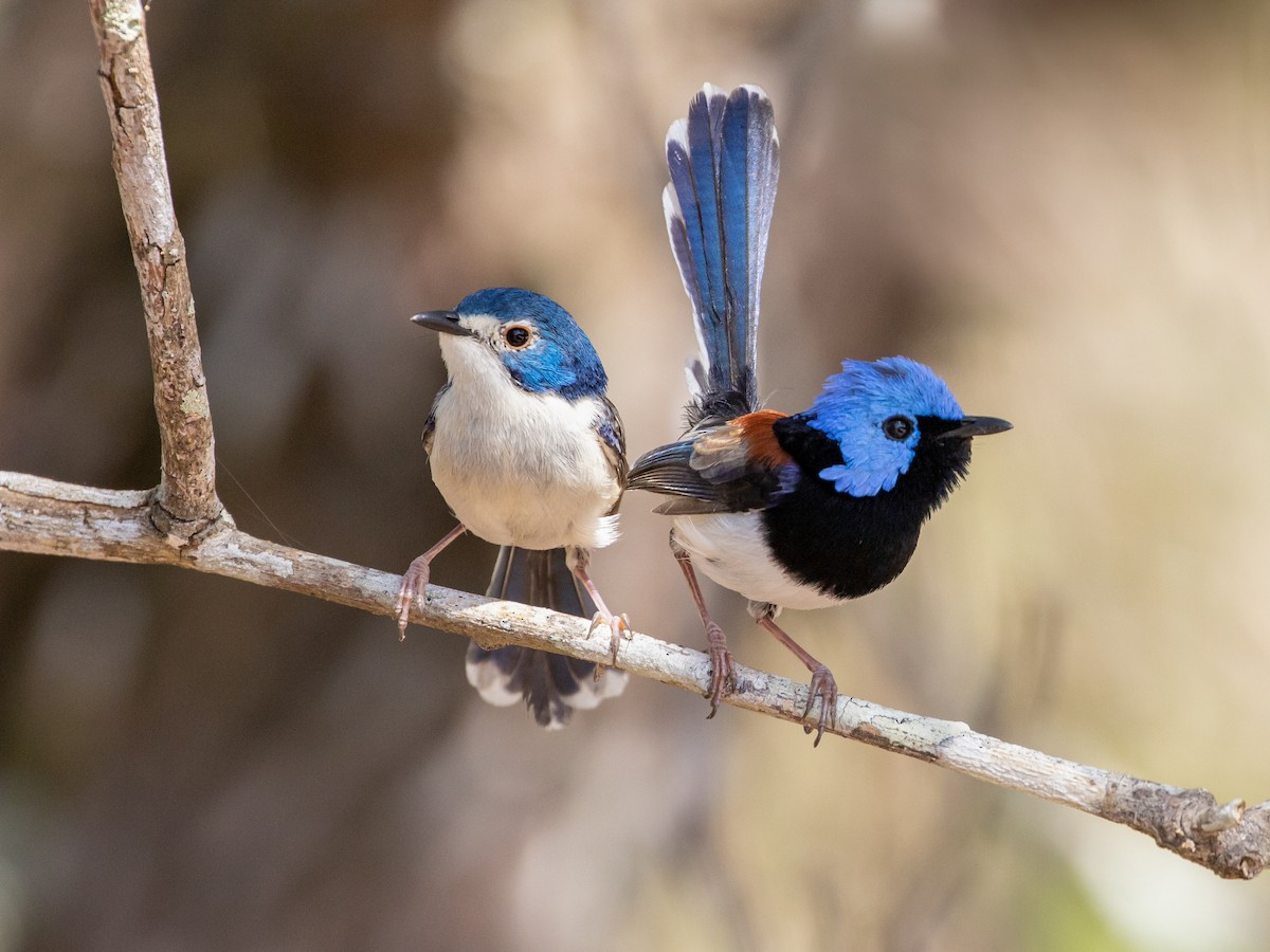Lovely Fairywren - Malurus amabilis - Birds of the World