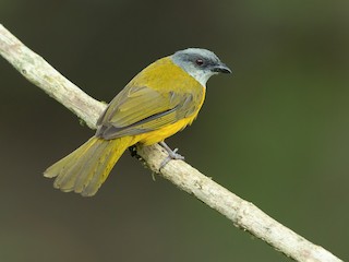 Gray-headed Tanager - Eucometis penicillata - Birds of the World