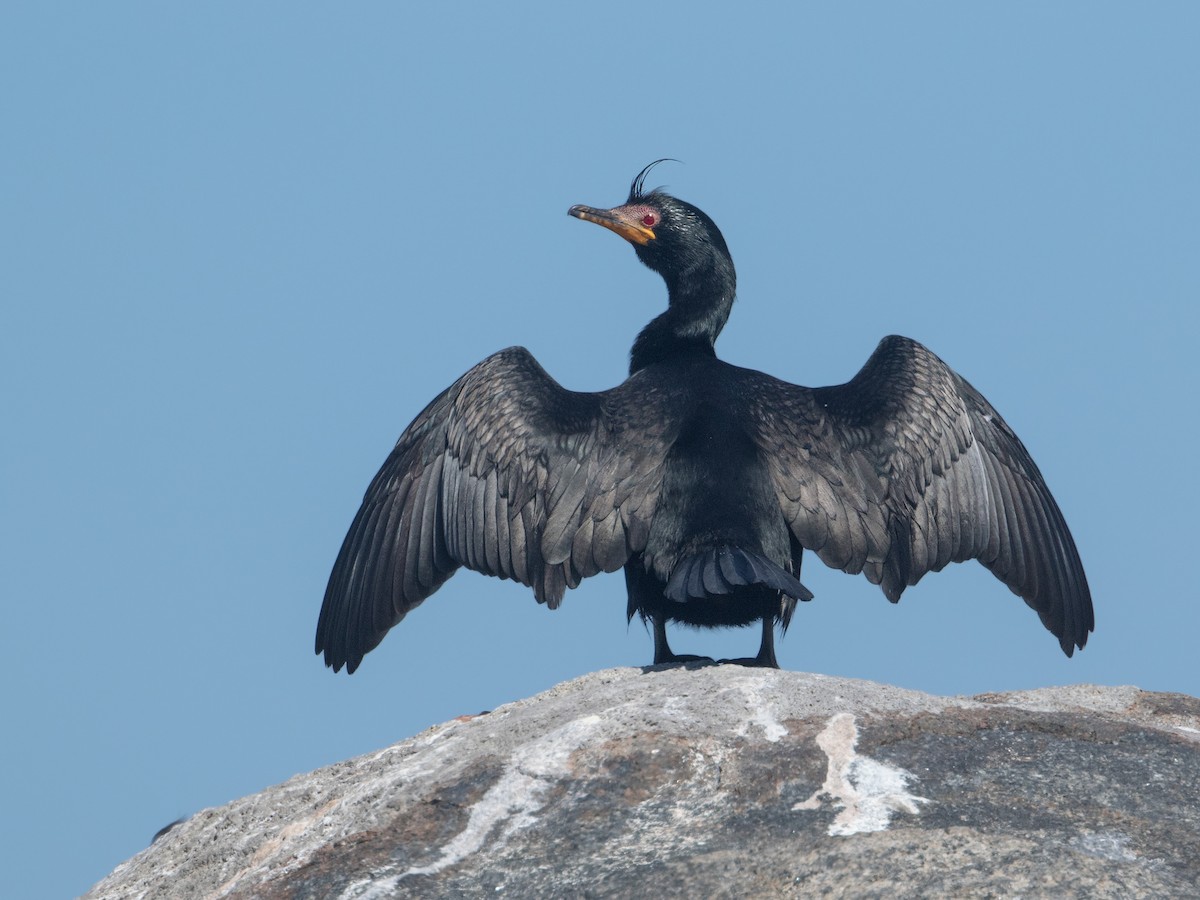 Crowned Cormorant - Microcarbo coronatus - Birds of the World