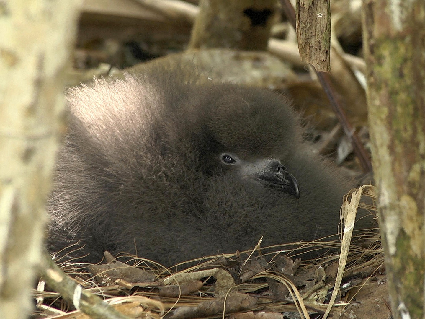 Henderson Petrel - eBird