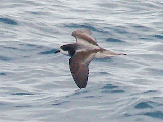 Collared Petrel - eBird