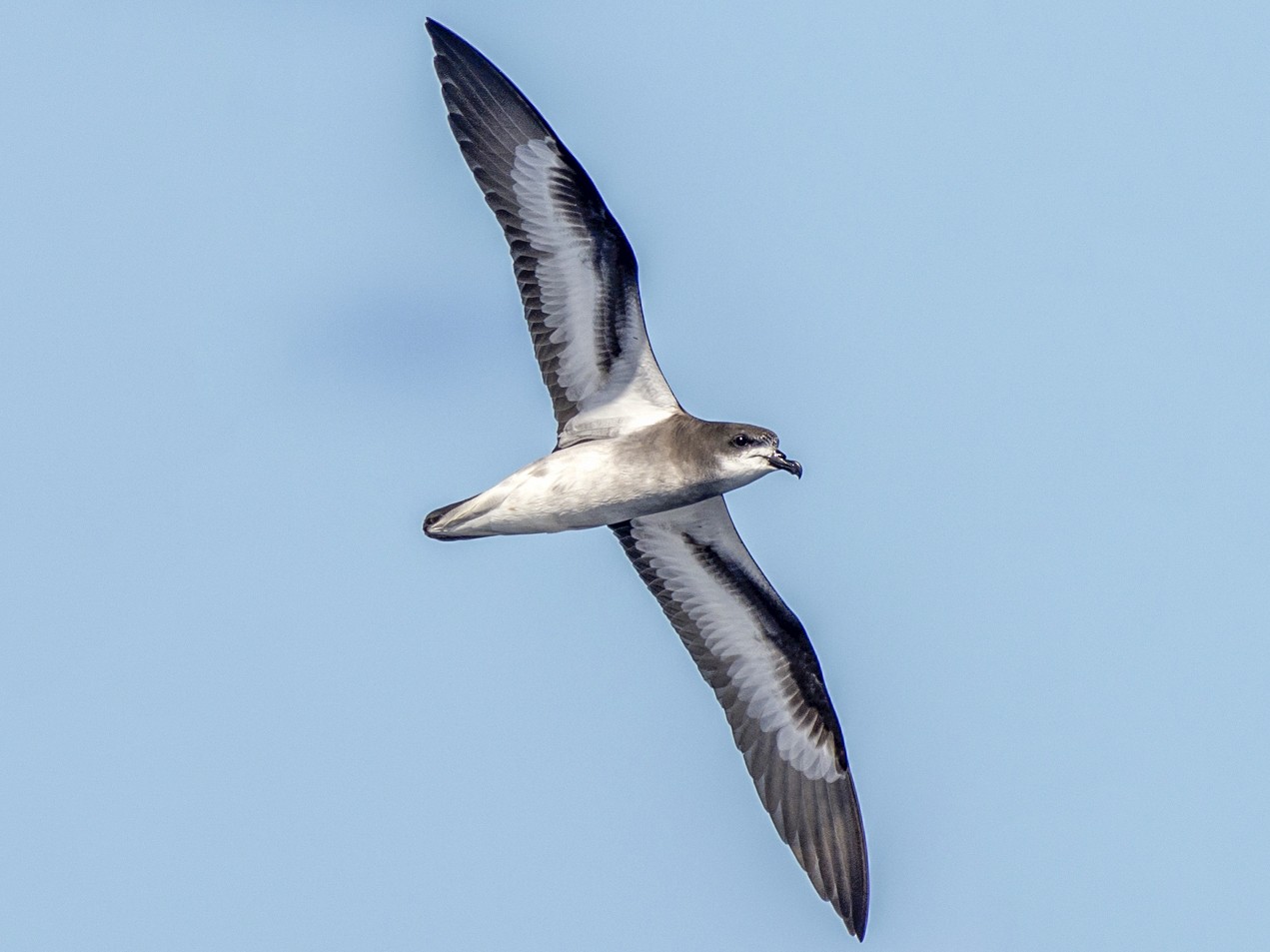Collared Petrel - eBird