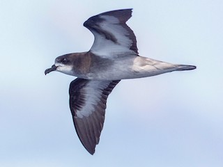 Collared Petrel - eBird