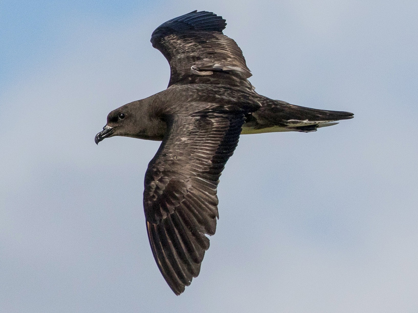 Phoenix Petrel - eBird