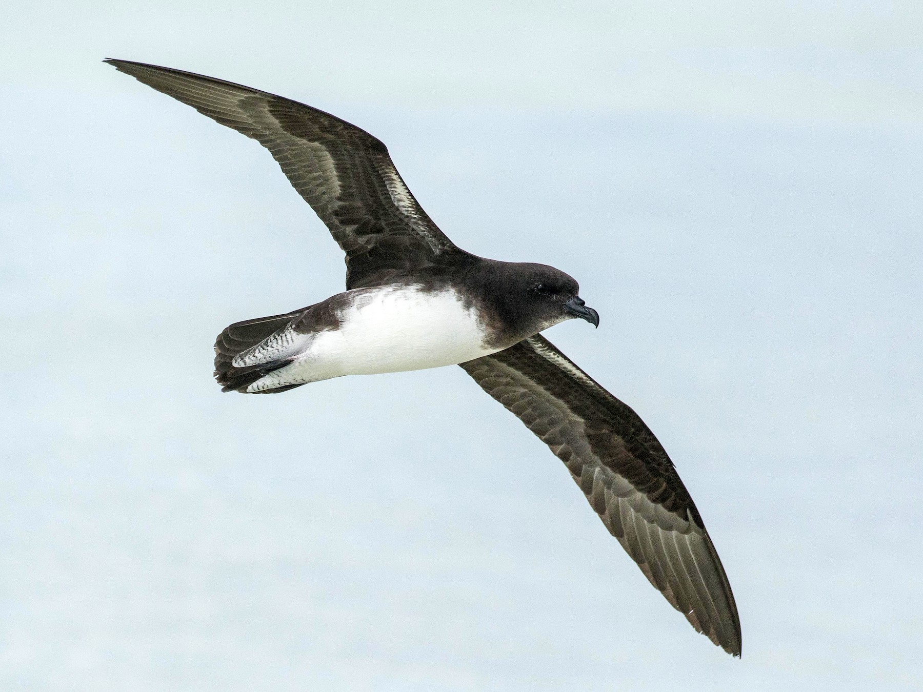 Phoenix Petrel - eBird