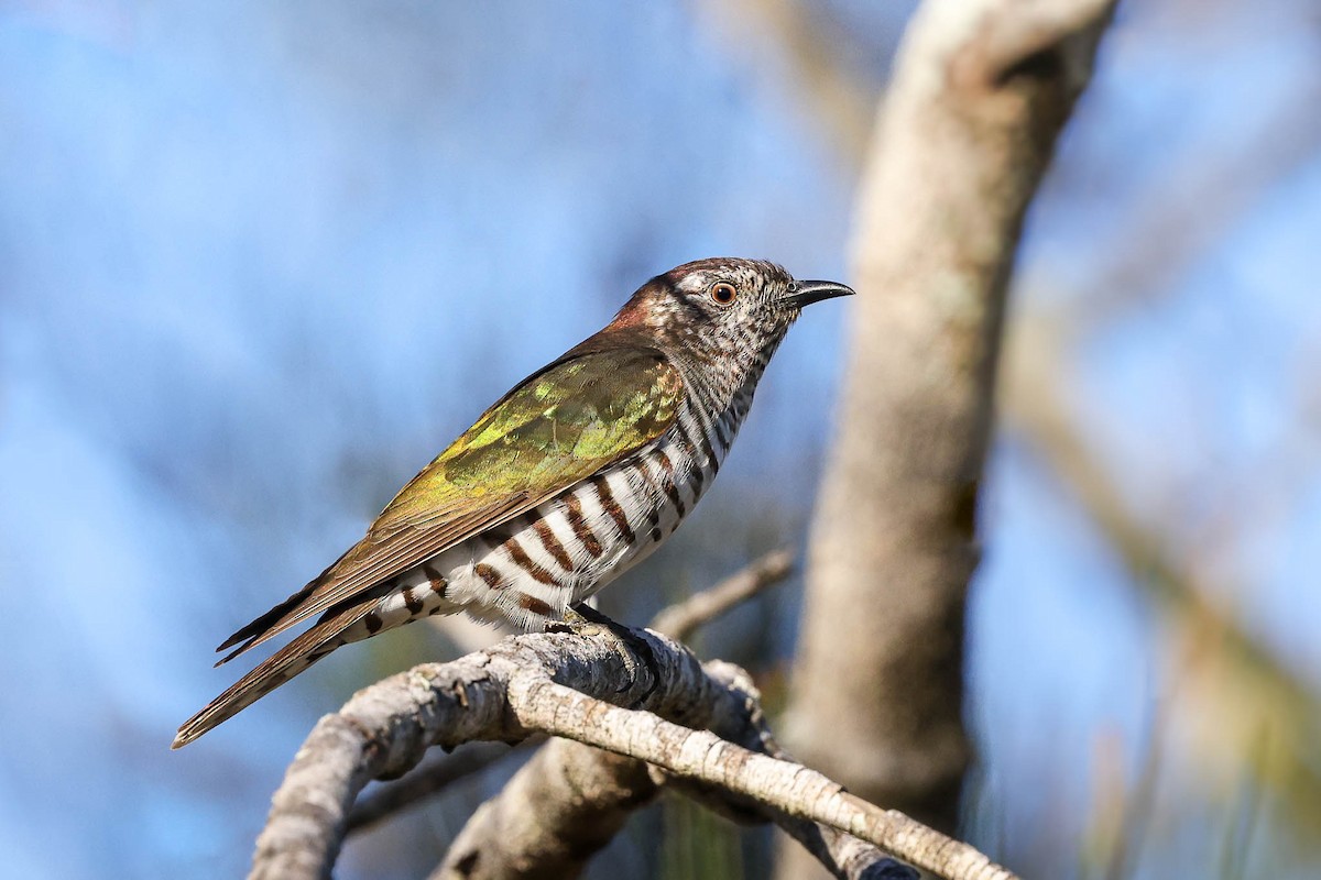 Shining Bronze-Cuckoo - Chrysococcyx lucidus - Media Search - Macaulay ...