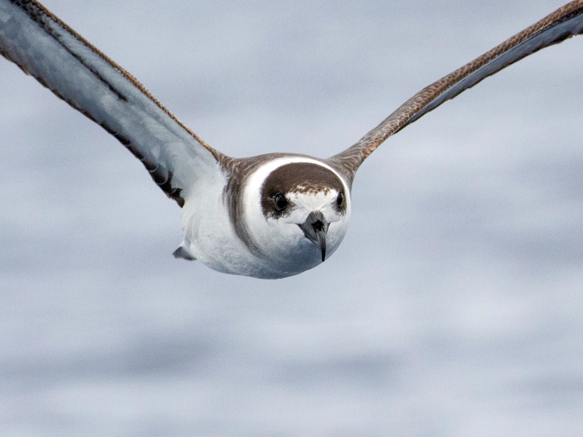 Vanuatu Petrel - eBird