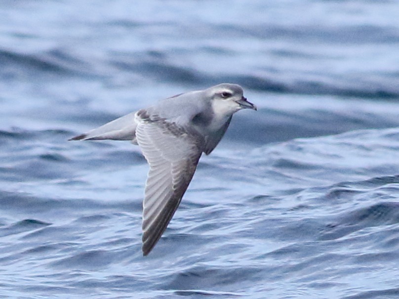 MacGillivray's Prion - eBird
