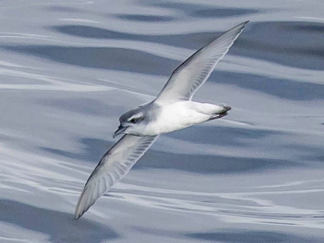 MacGillivray's Prion - eBird