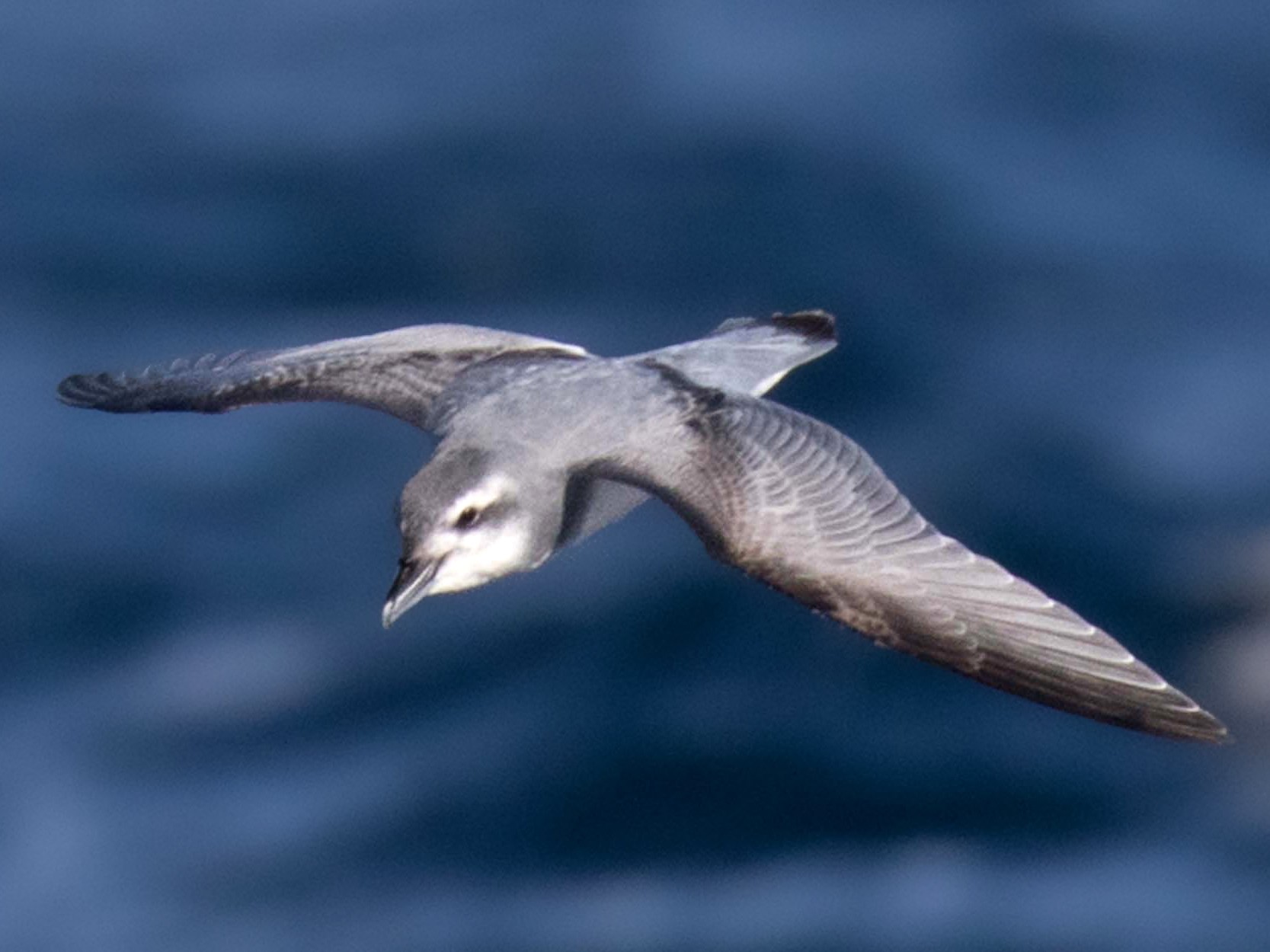 MacGillivray's Prion - eBird