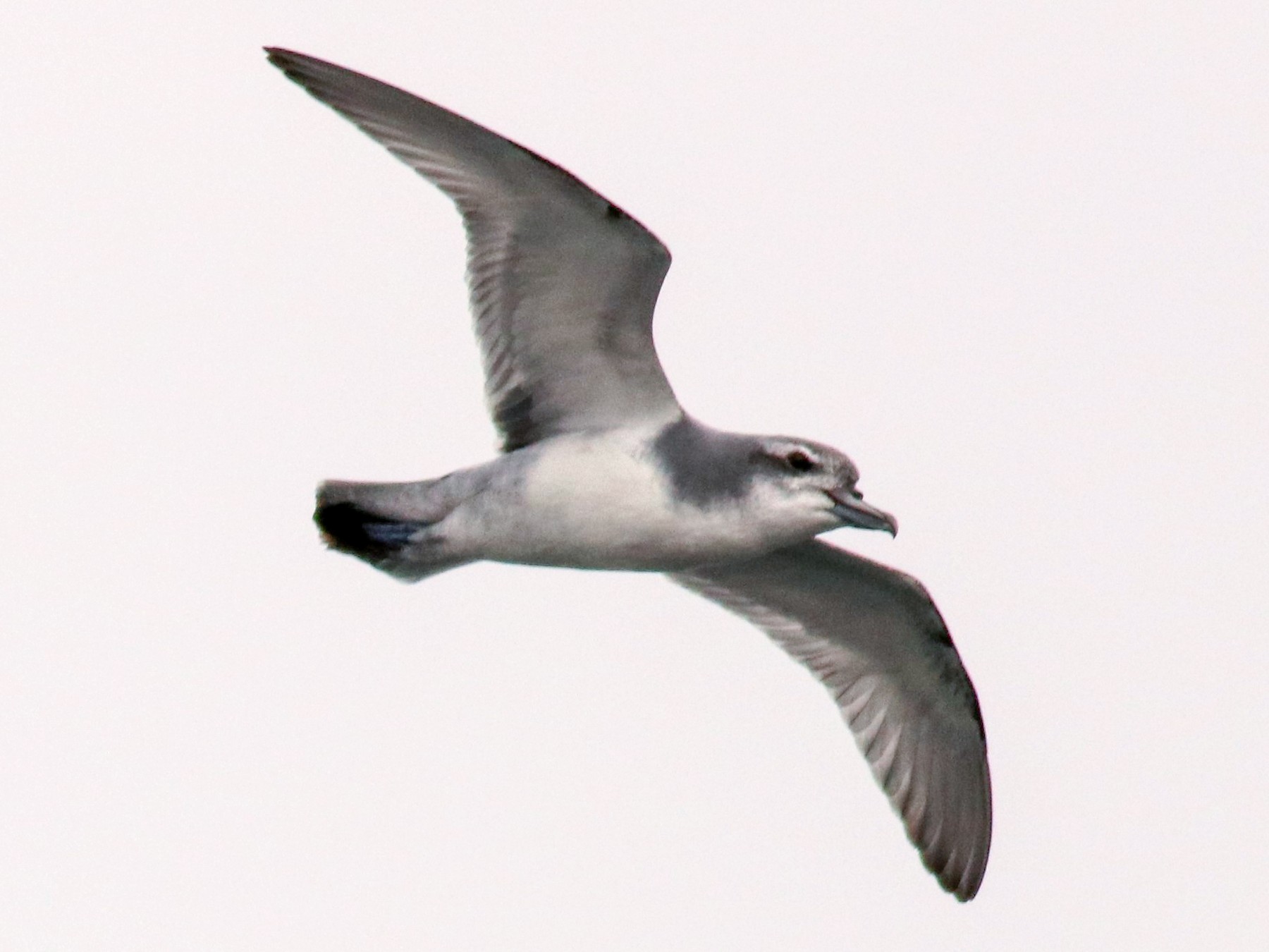 MacGillivray's Prion - eBird