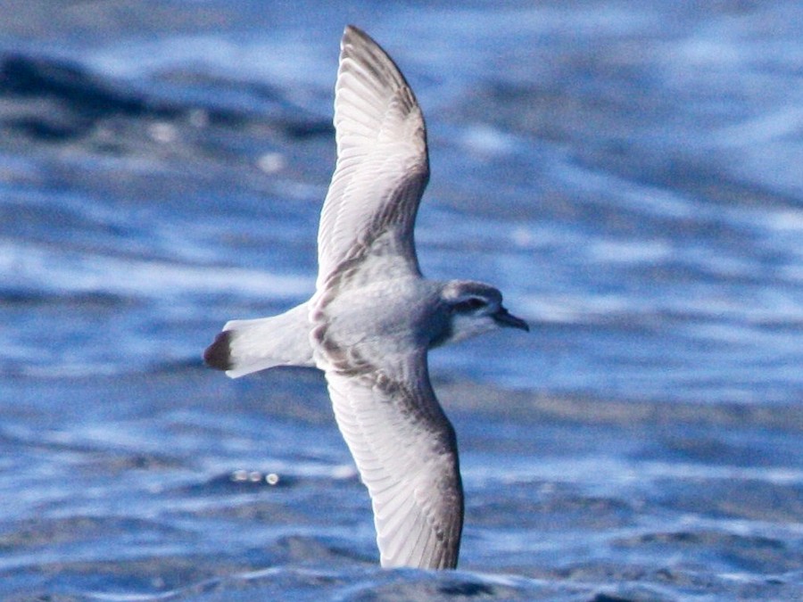 Salvin's/MacGillivray's Prion - eBird