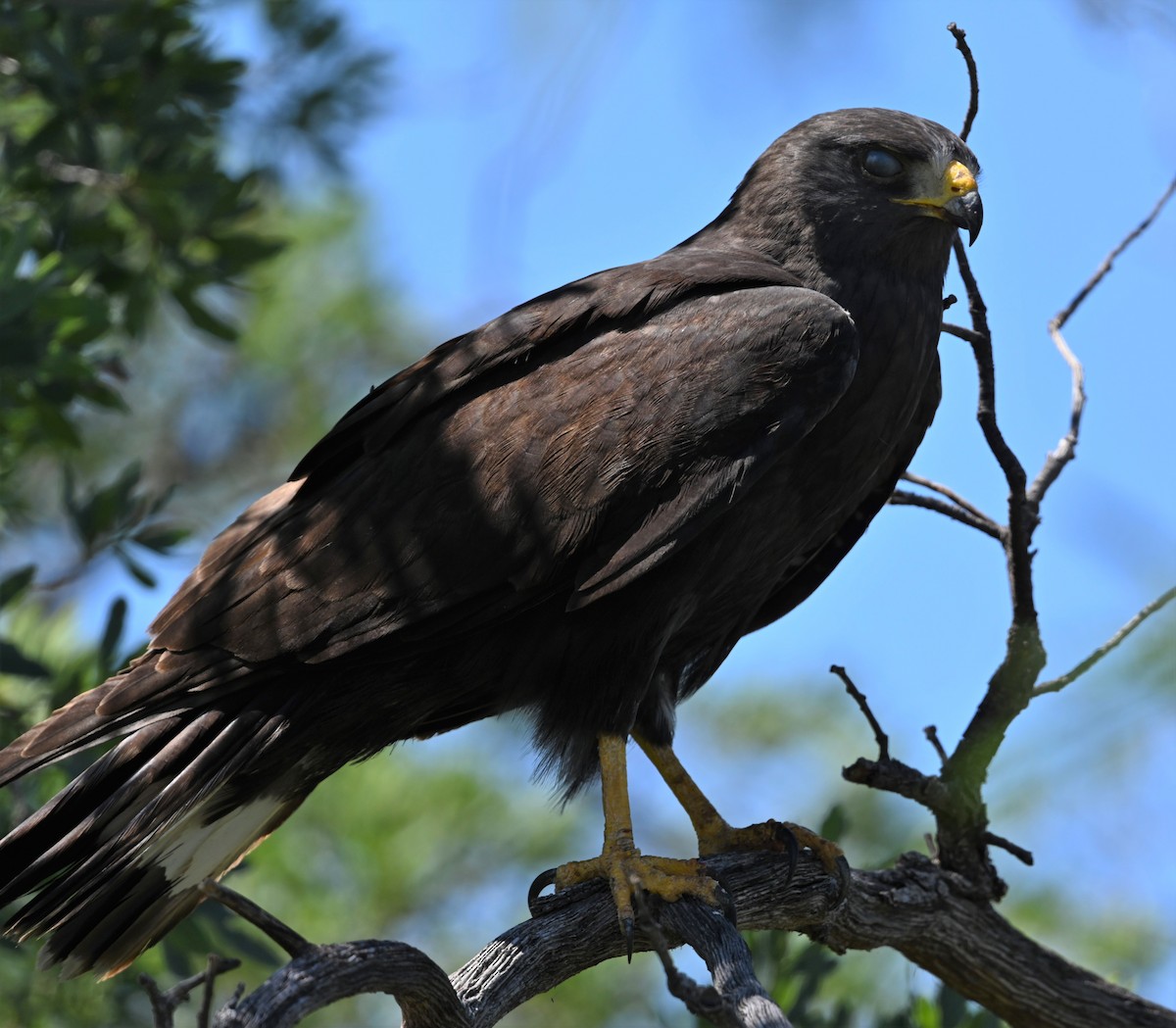 eBird Checklist - 4 Aug 2021 - Near my airbnb - 1 species