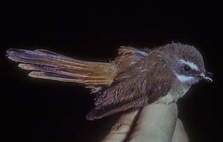 Bismarck Fantail - Rhipidura dahli - Birds of the World