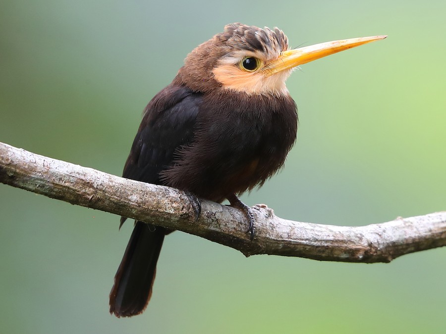 White-throated Jacamar - eBird