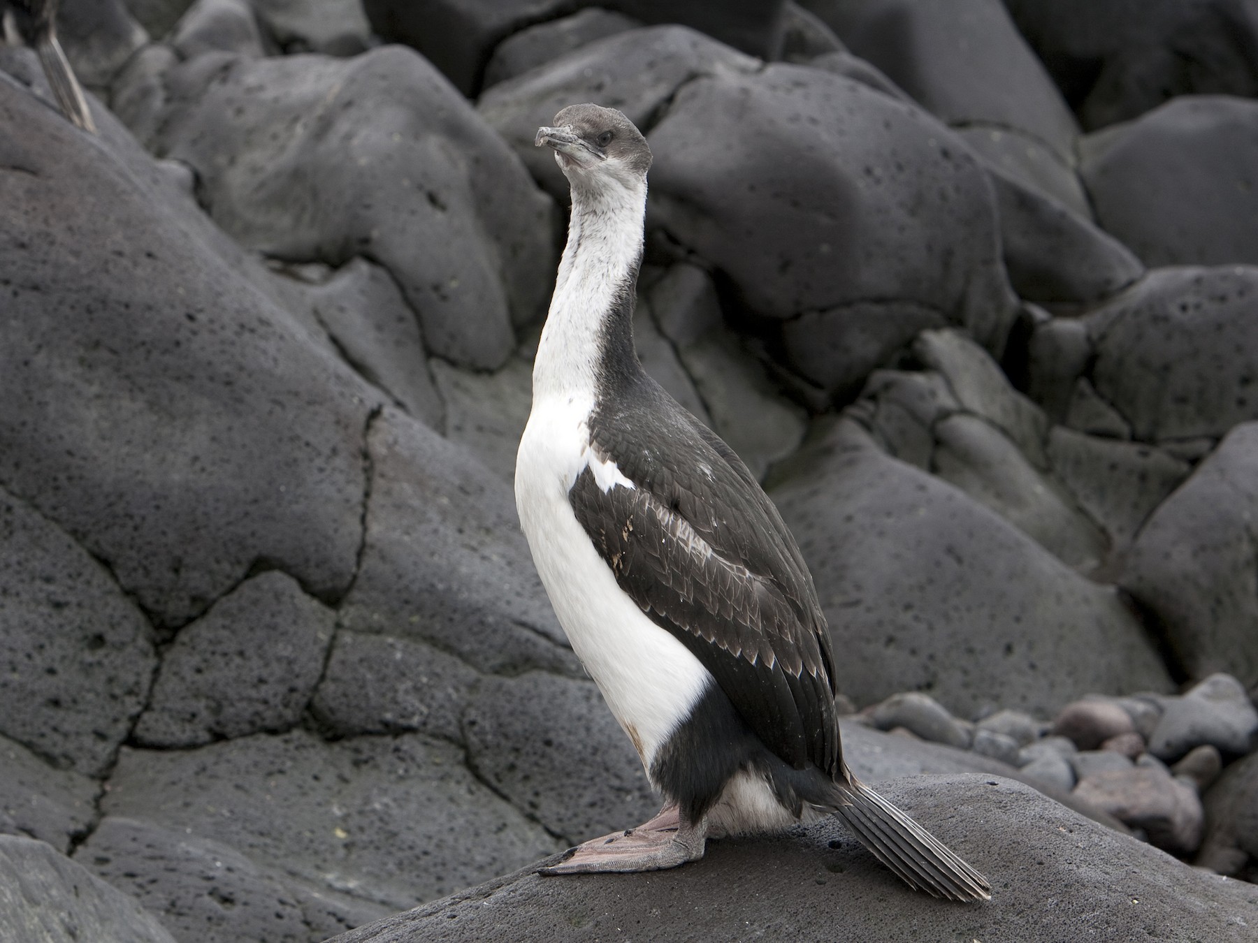 Antarctic Shag - eBird