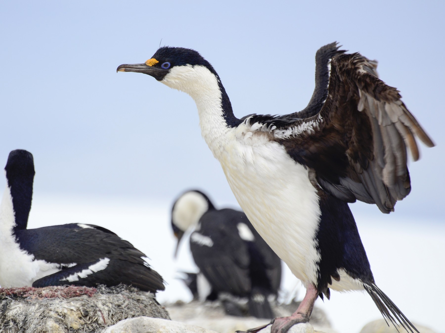 Antarctic Shag - eBird