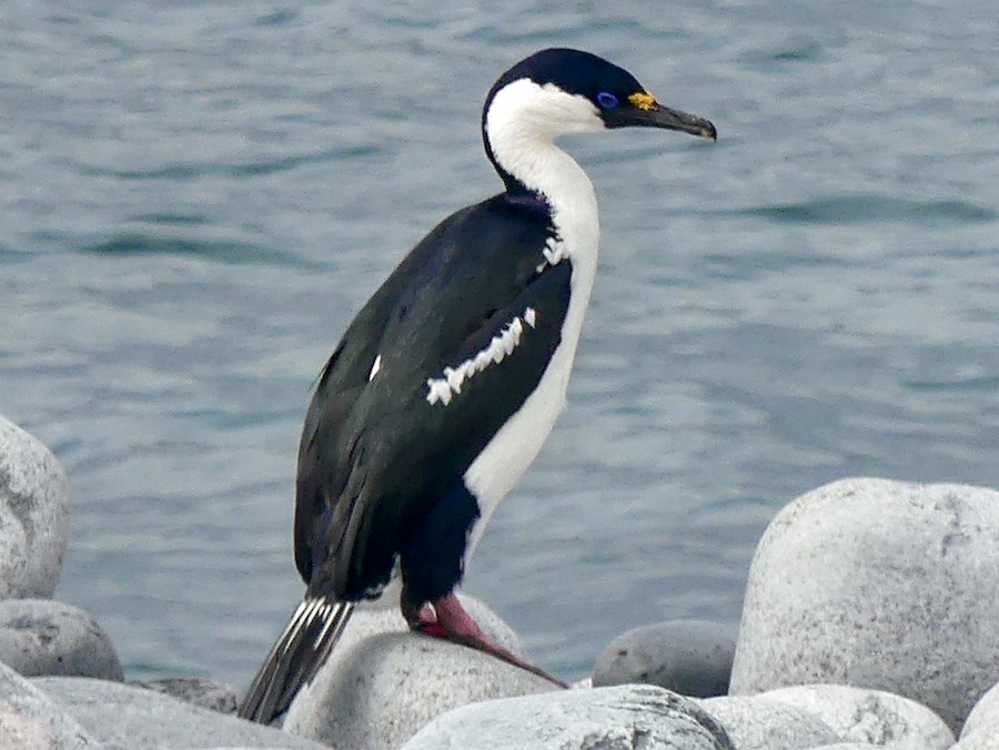 Antarctic Shag - eBird