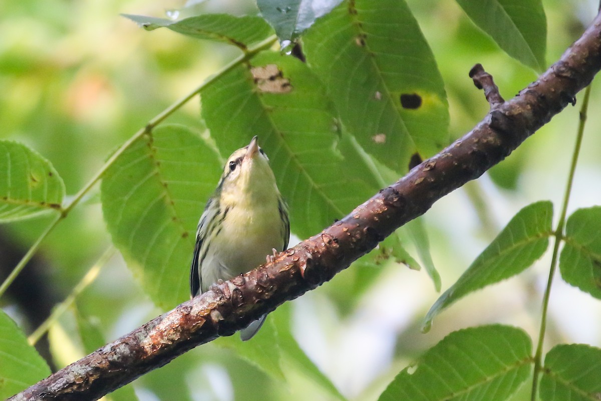 eBird Checklist - 24 Aug 2021 - Cape Island--Higbee Beach WMA - 63 ...
