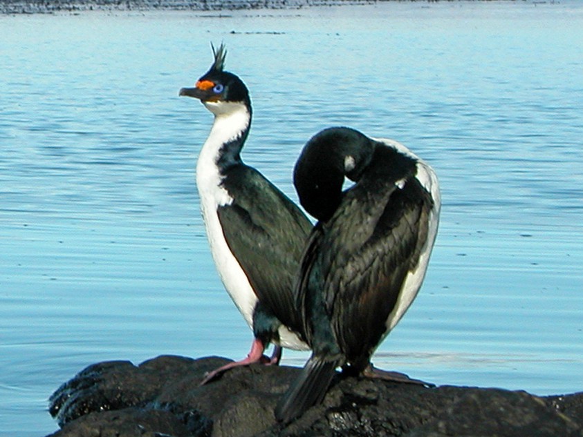 Kerguelen Shag - eBird