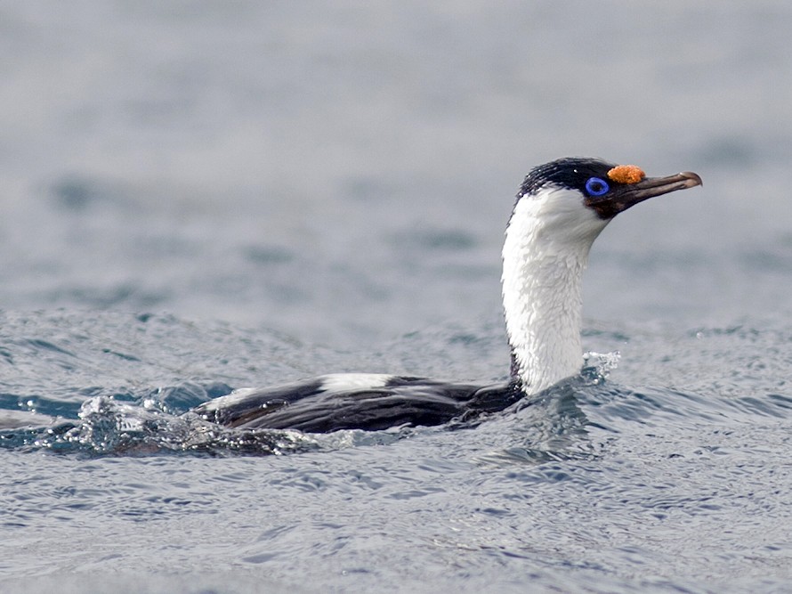 Heard Island Shag - eBird