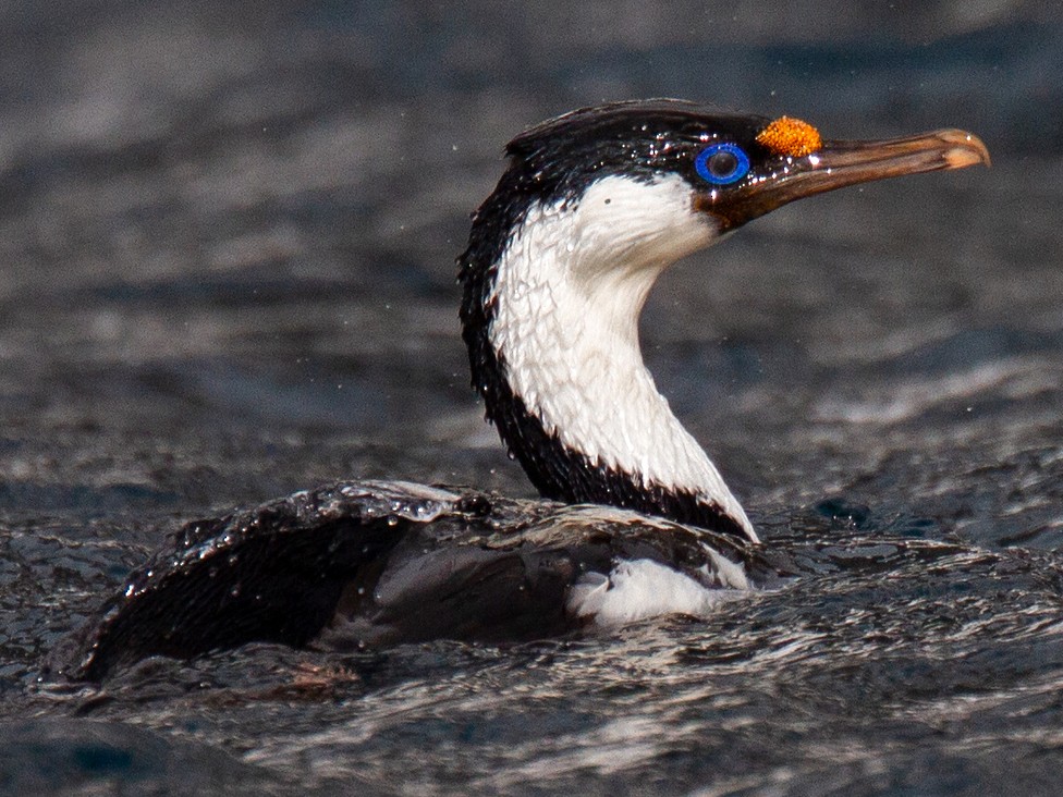 Heard Island Animals