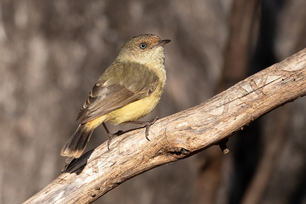 Buff-rumped Thornbill - Acanthiza reguloides - Media Search - Macaulay ...