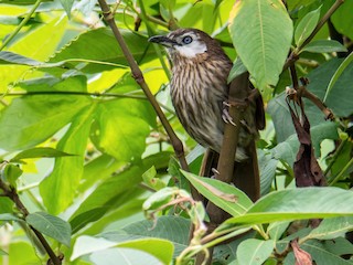 Spiny Babbler - eBird