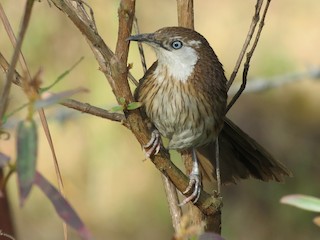 Spiny Babbler - eBird