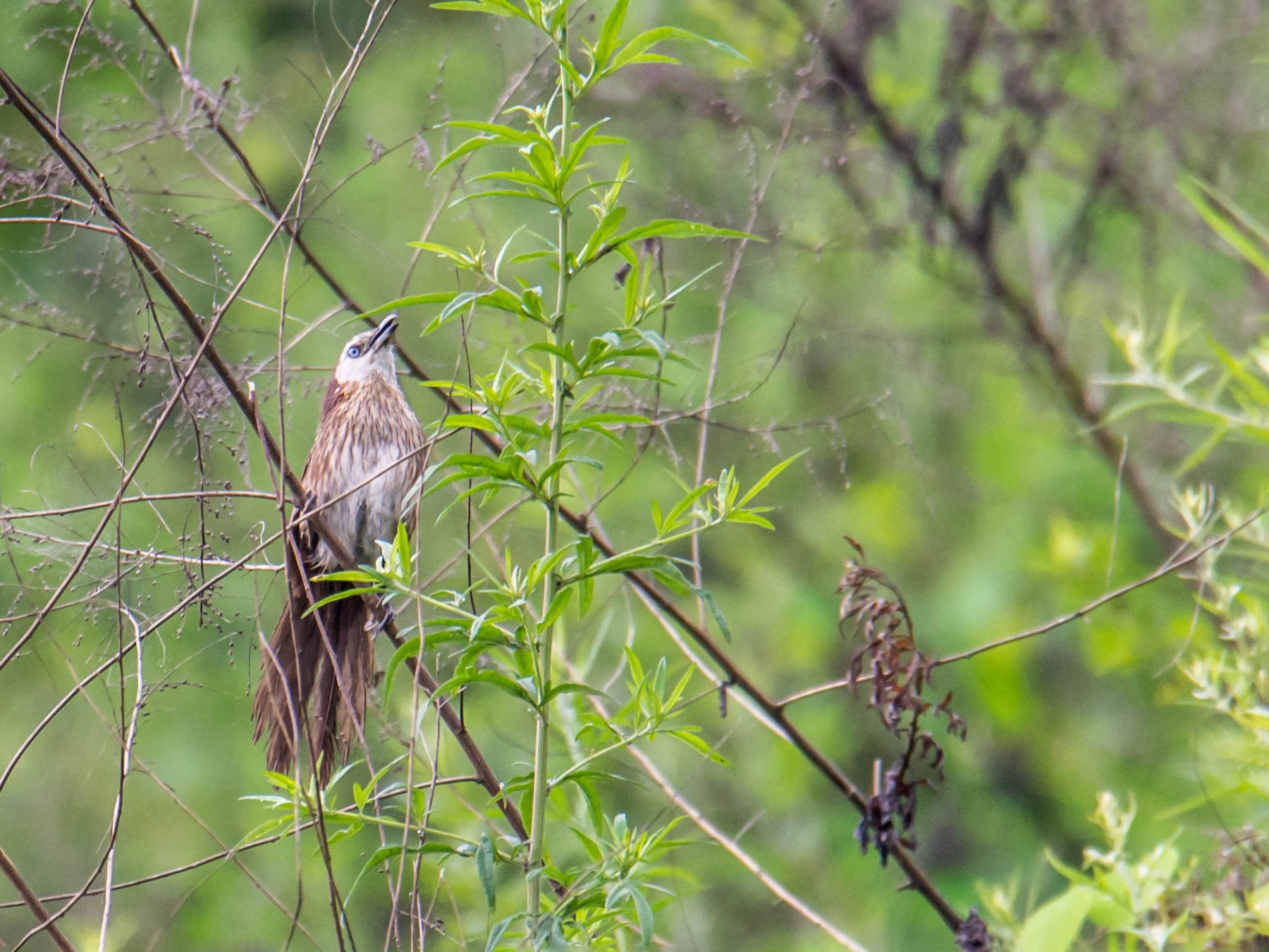 Spiny Babbler - eBird