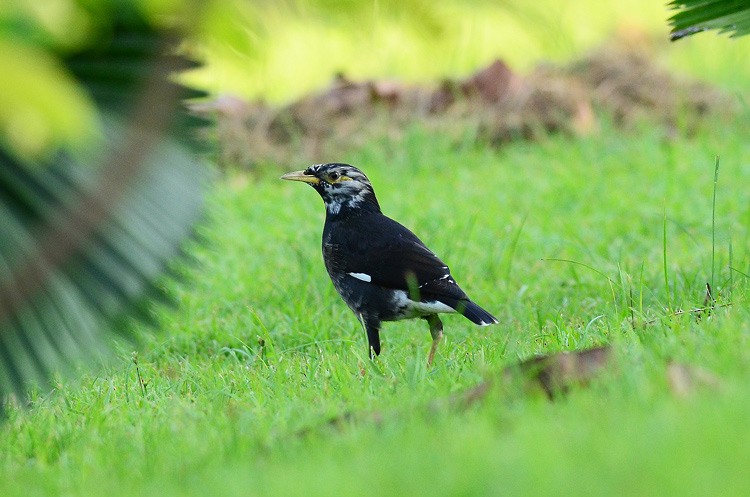 Black-collared Starling x Great Myna (hybrid) - eBird